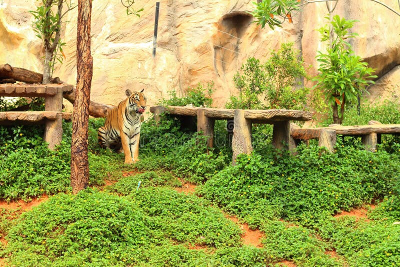 Tigers in a Nature at the Zoo Stock Photo - Image of pattern, animal ...