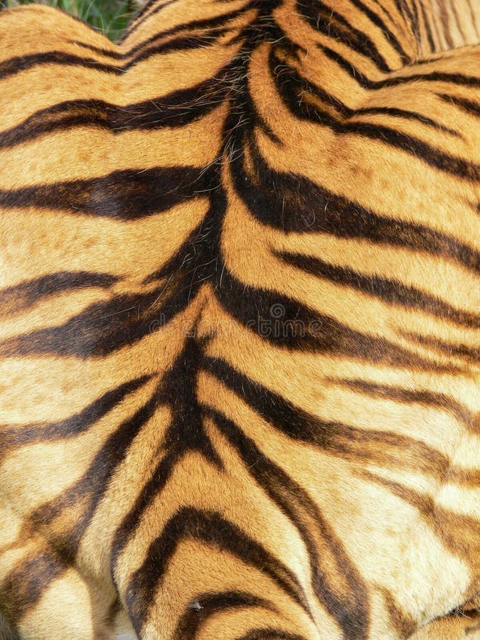 Tiger Back Pattern Wallpaper Stock Photos - Free & Royalty-Free Stock ...