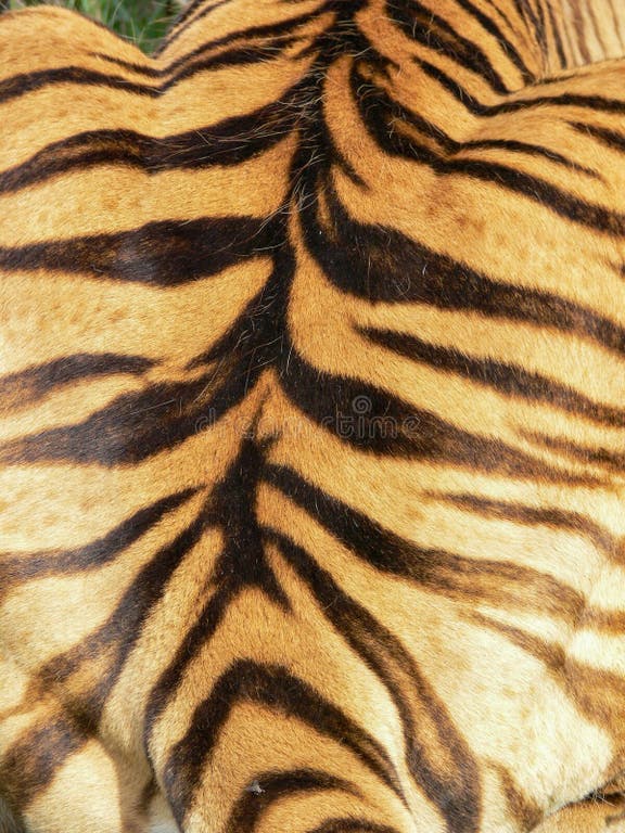 A tigers pattern stock photo. Image of design, isolated - 230780006