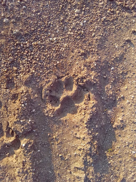 Tigers Paw Print in Mud stock photo. Image of geology - 259748244