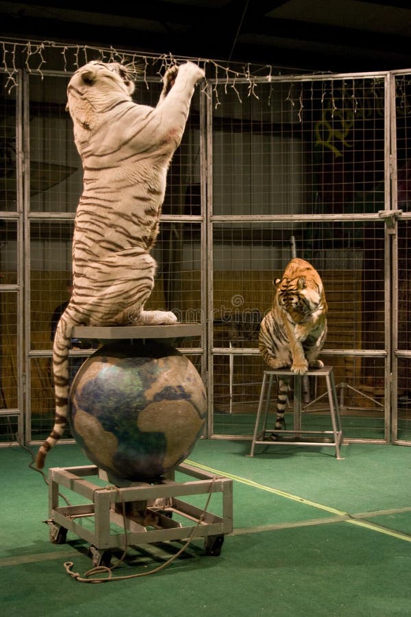 Tigers on Platforms, One Standing Stock Image - Image of standing ...