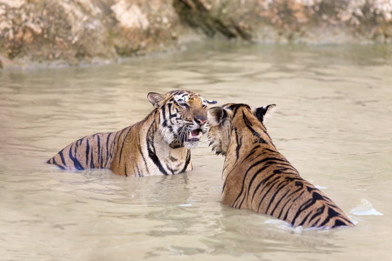 Tigers play stock image. Image of feline, beauty, river - 27581083