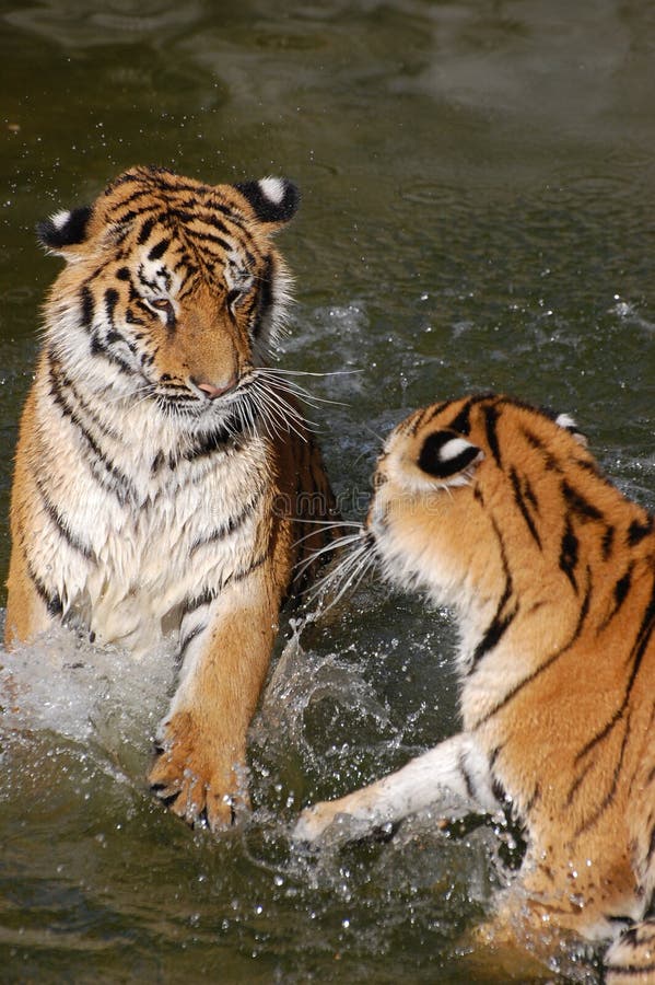 Tigers play in the water stock image. Image of move, wild - 10665487