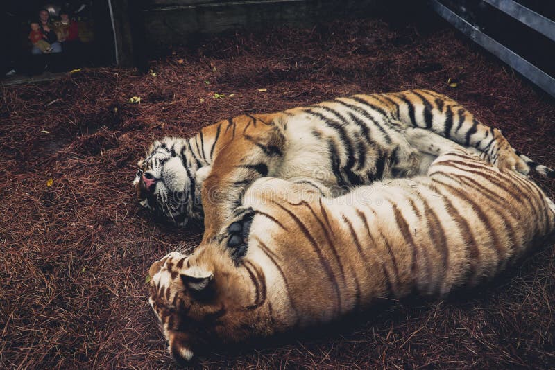 Tigers stock photo. Image of playing, tigers, together - 117663428