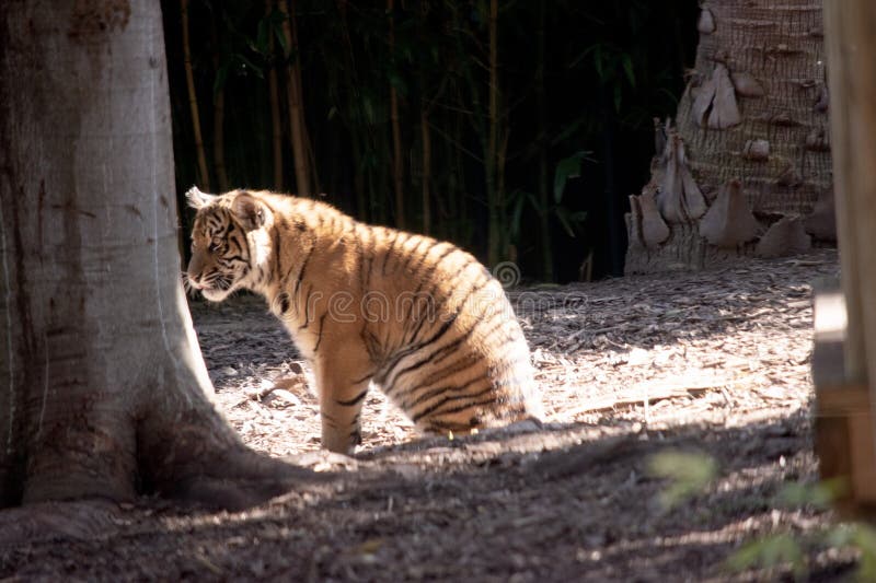 This is a Side View of a Tiger Cub Stock Photo - Image of white, wild ...