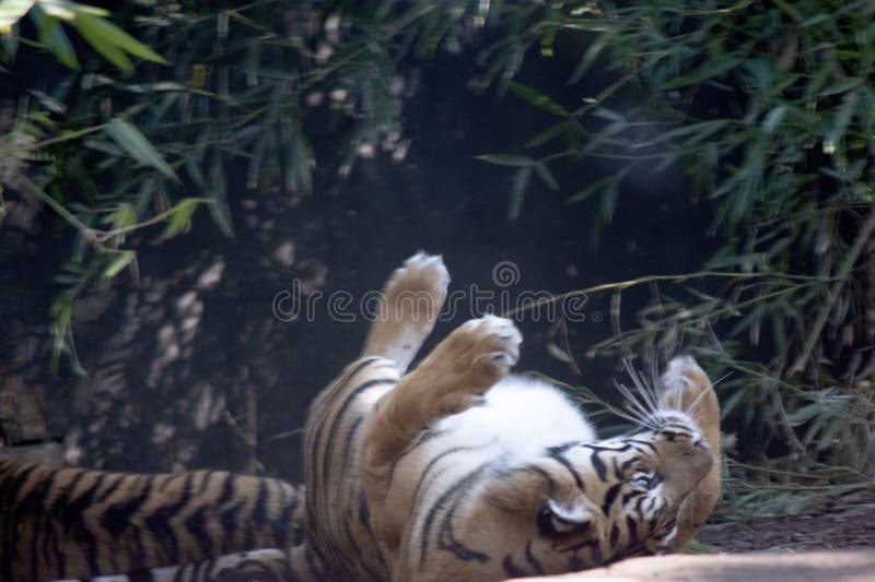 217 Tiger Rolling Stock Photos - Free & Royalty-Free Stock Photos from ...