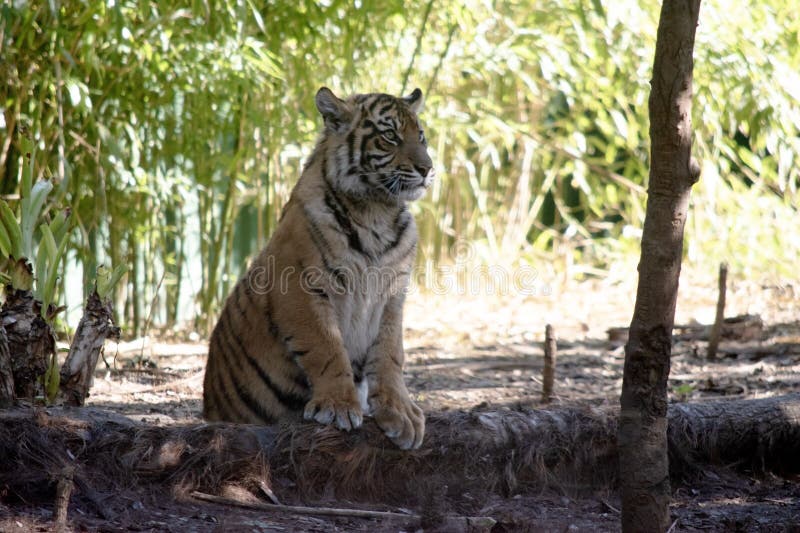 The Young Tiger is Climbing Over a Fallen Tree Stock Image - Image of ...