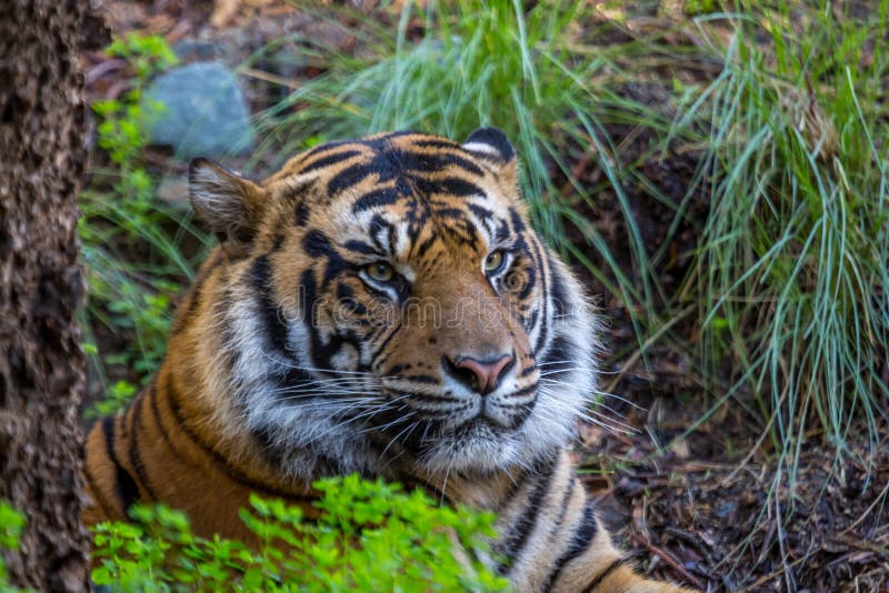 Tigers stock photo. Image of wildlife, bush, animal, stripes - 83977320