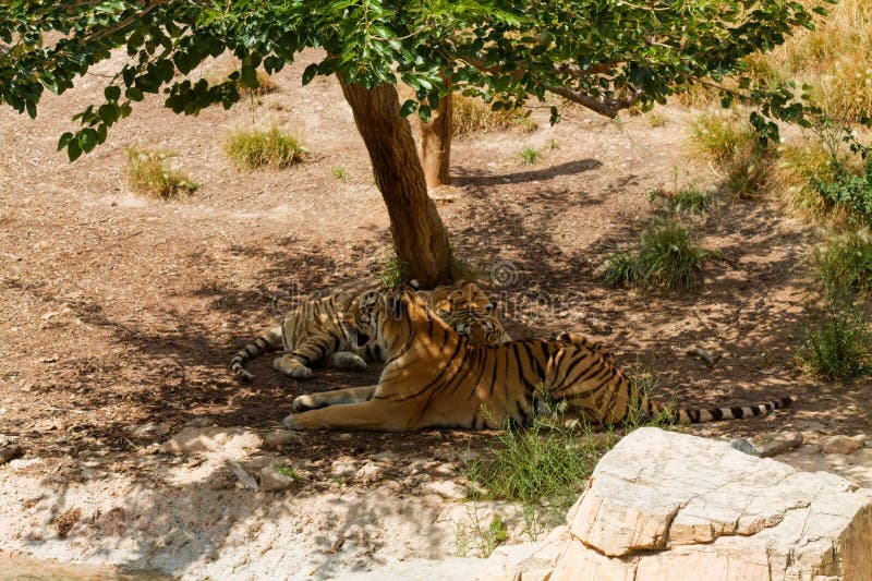 Tigers Resting Under Tree Natural Habitat Stock Photos - Free & Royalty ...