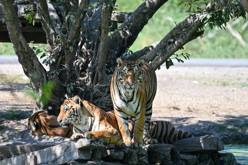 Tigers Resting by Water in Nature Stock Photo - Image of tree, face ...
