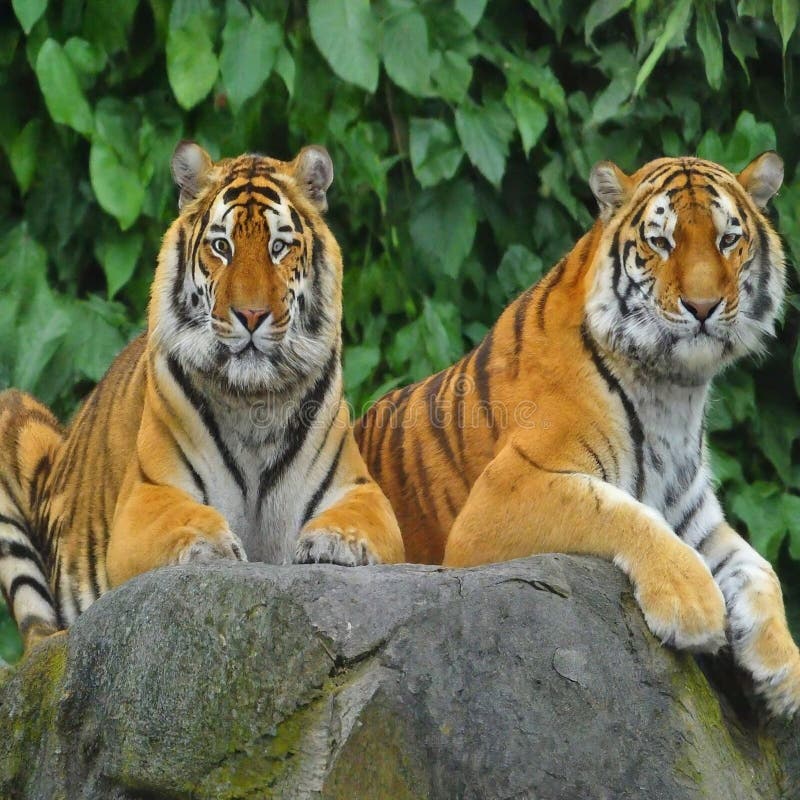 A View of 2 Tigers Sitting on a Rock Stock Illustration - Illustration ...
