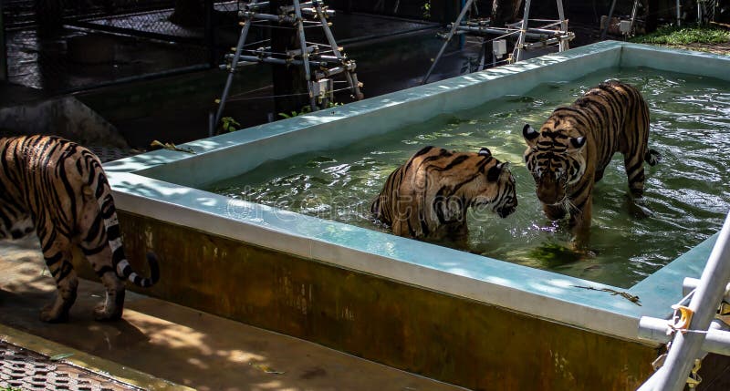 Tigers in Pool stock photo. Image of nature, walk, animal - 240446
