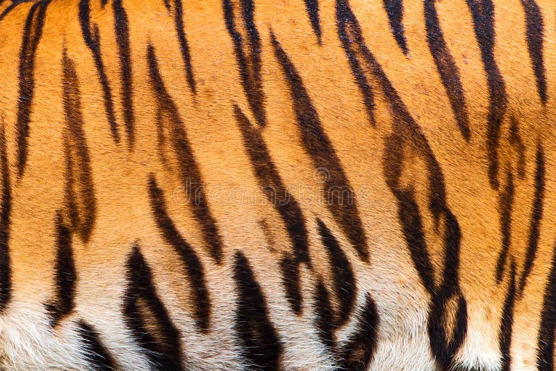 Tiger skin texture stock photo. Image of wallpaper, jungle - 154095974