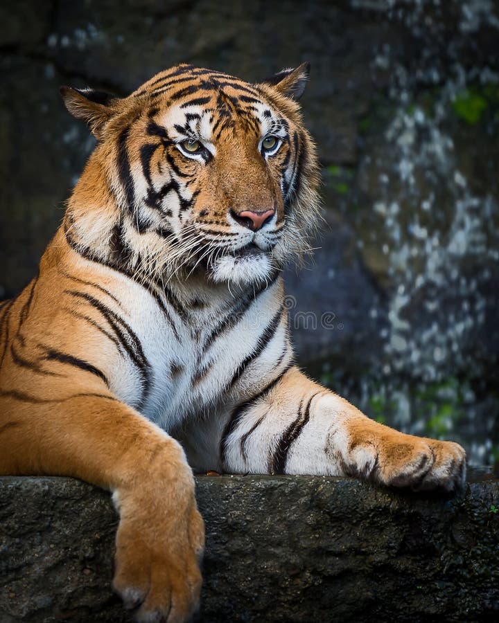 Tigers. stock image. Image of portrait, feline, close - 101177839