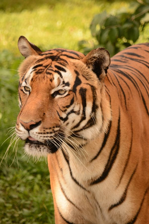Tigers stock photo. Image of strong, animals, powerful - 44698770