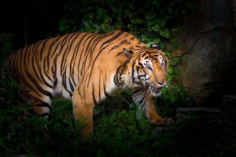 Tigers stock photo. Image of looking, look, tiger, black - 90855776
