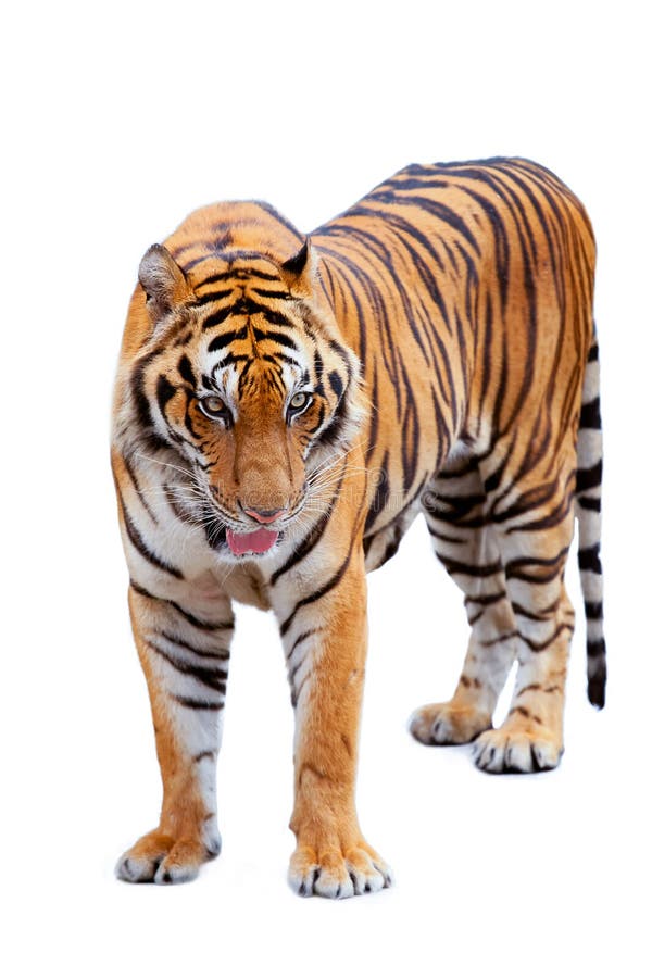 Tigers stock photo. Image of wildlife, face, siberian - 59593636