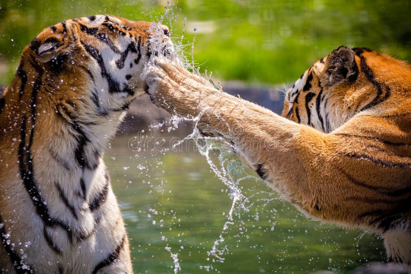 Tigers stock photo. Image of tigers, white, black, tigris - 58953258