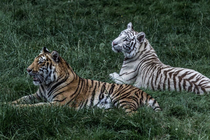 2 tigers stock image. Image of predator, striped, feline - 153372913
