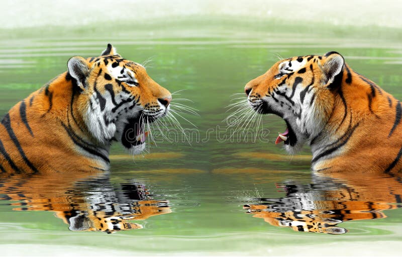 Tigers stock image. Image of close, hunting, pond, breeding - 34263977