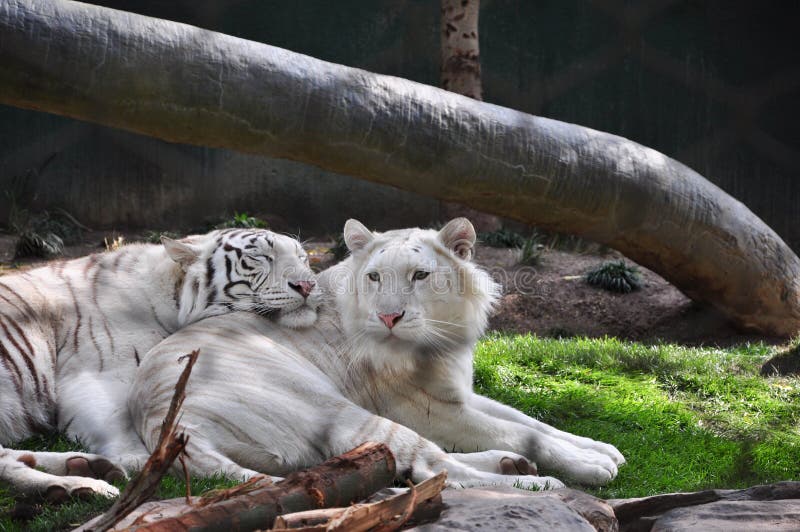 Tigers stock image. Image of pets, togetherness, love - 49609565