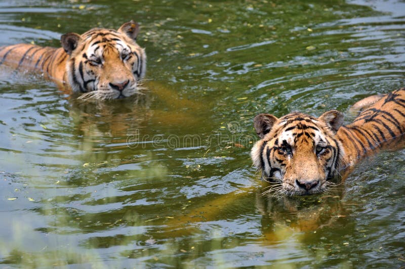 Two tigers in water stock image. Image of pool, filthy - 15532447