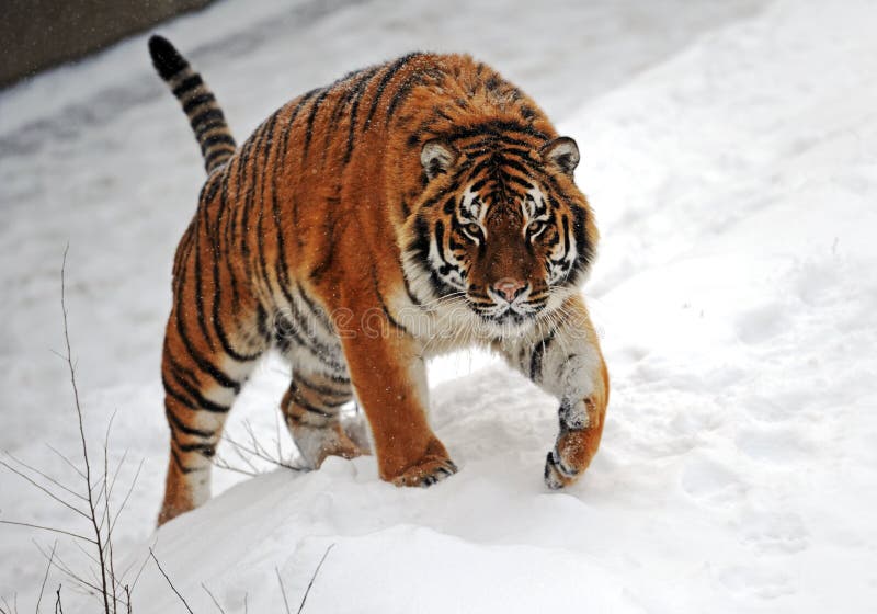 Tigers in winter stock image. Image of tiger, danger - 23155111