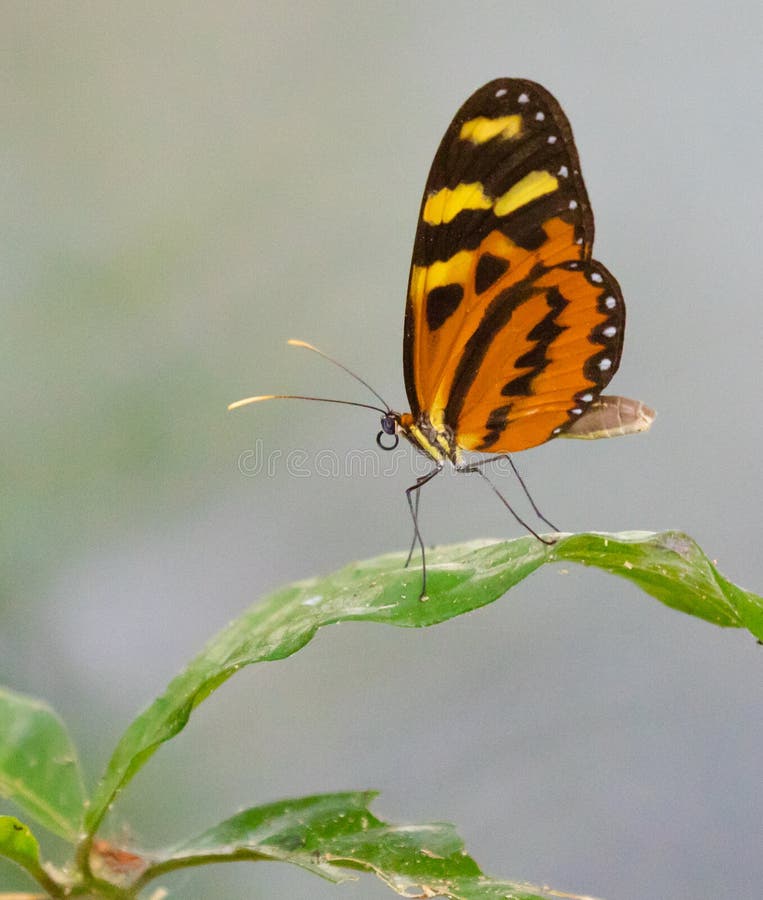 Tigerwing Butterfly stock photo. Image of beautiful, tigerwing - 68233838