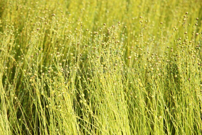 Tiges de lin photo stock. Image du cheminées, campagne - 43264498