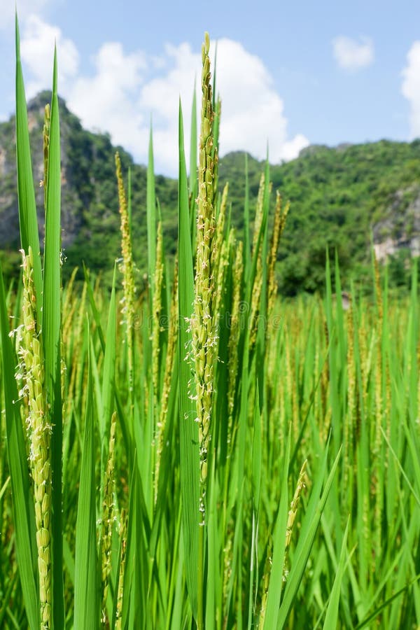 Tiges de riz image stock. Image du texture, orge, normal - 34097471