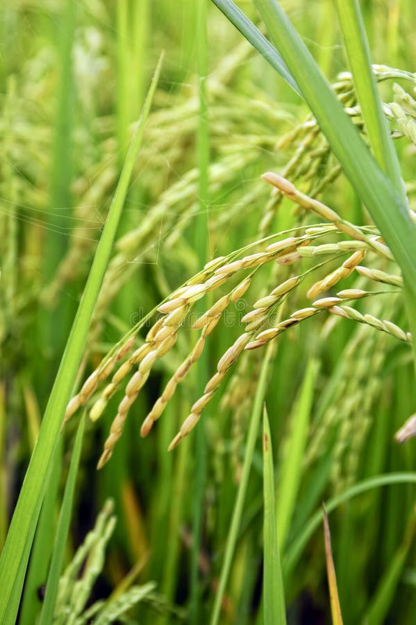 Tiges de riz image stock. Image du fermer, aliment, vivacité - 34095383