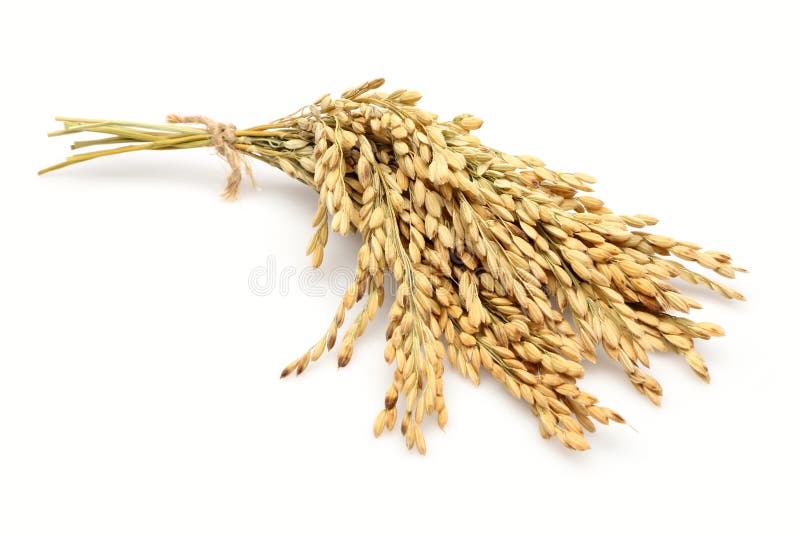 Tiges de riz image stock. Image du texture, orge, normal - 34097471