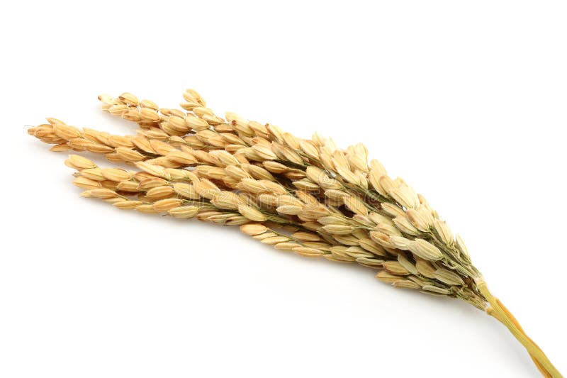 Tiges de riz image stock. Image du fermer, aliment, vivacité - 34095383