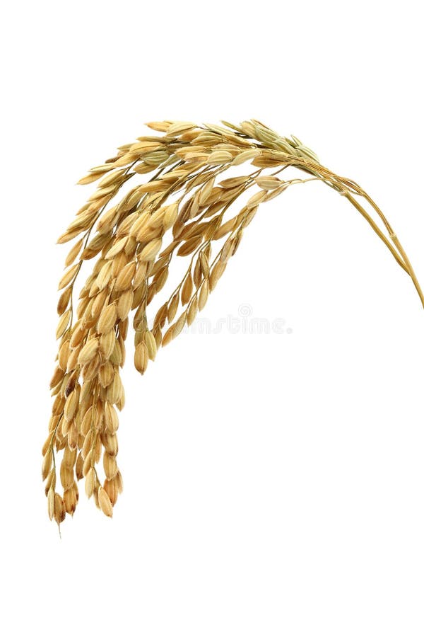 Tiges de riz image stock. Image du fermer, aliment, vivacité - 34095383