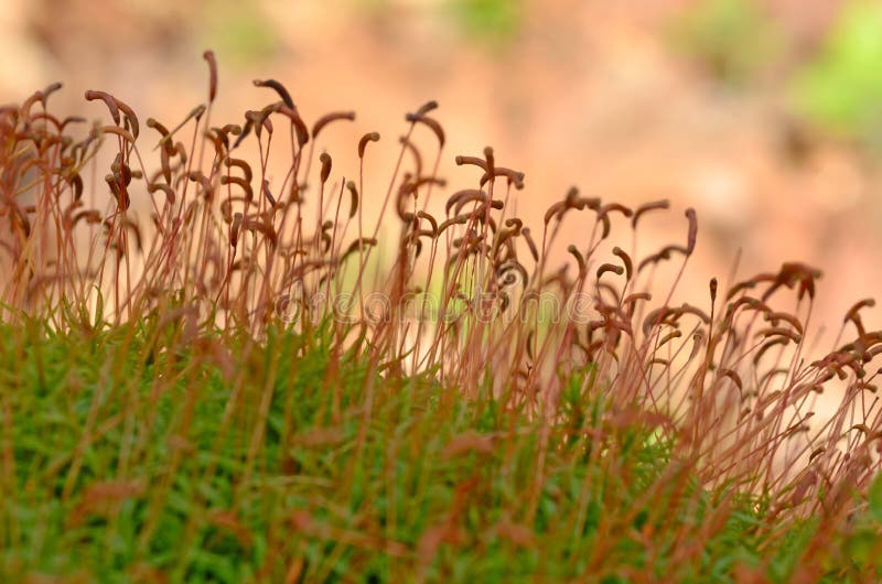Cycle De Vie De Mousse Diagramme De Cycle De Vie De Commune Commune De ...