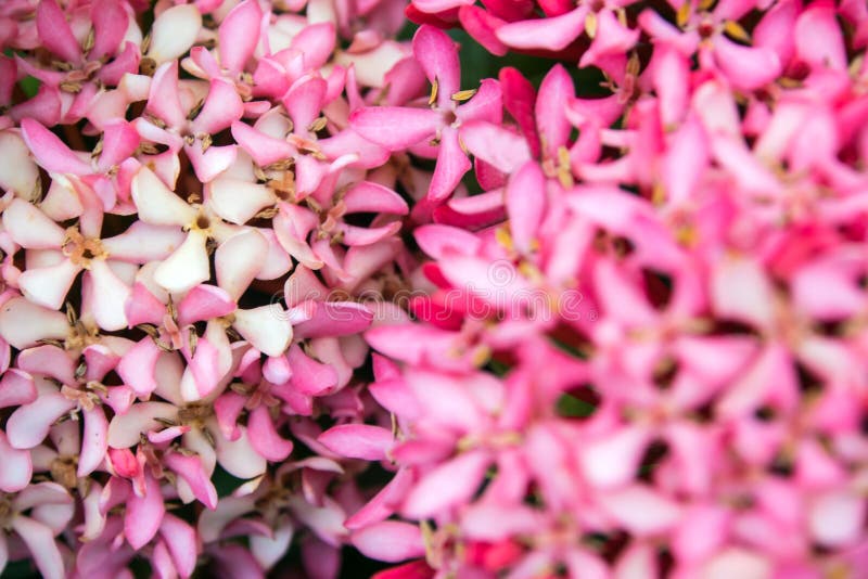 Tight Cluster of Pink Ixora Inflorescences Stock Photo - Image of ...
