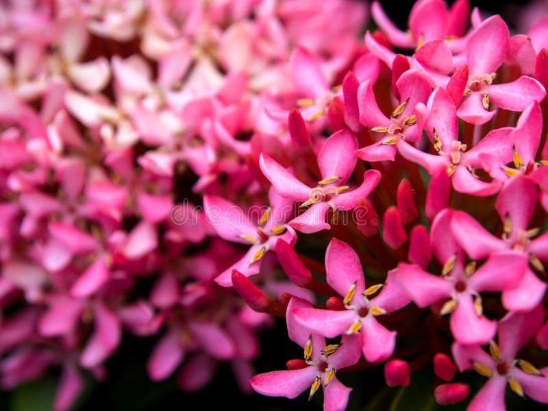 Cluster of Pink Ixora Flower Inflorescences Stock Image - Image of ...