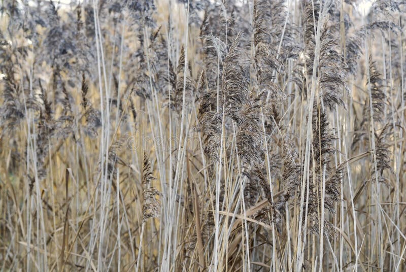 Tight Composition of Pond Reeds. Stock Image - Image of harmless ...