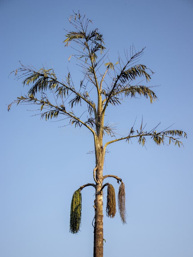 Golden Hour Image of Fishtail Palm Tree Stock Photo - Image of focus ...