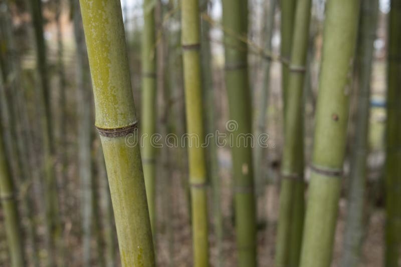 Tight Section of a Row of Green Bamboo Trees Stock Image - Image of ...
