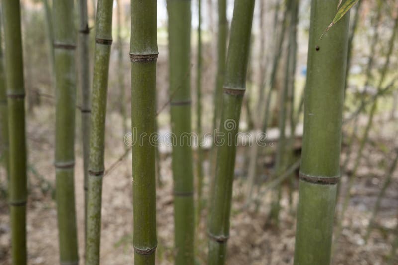 Tight Section of a Row of Green Bamboo Trees Stock Photo - Image of ...