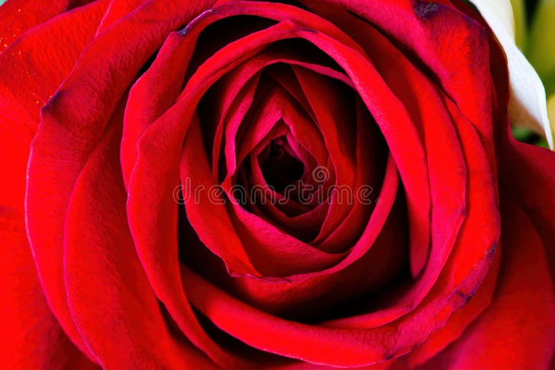 Tight Shot of Aging Red Rose Petals Stock Photo - Image of nature ...