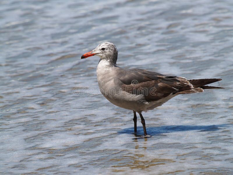 Tight Shot of Single Sea Gull Standing in Water Stock Photo - Image of ...