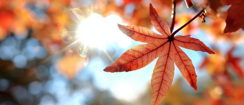 A Tight Shot of a Tree Leaf, Sun Rays Filtering through, Backdrop of ...