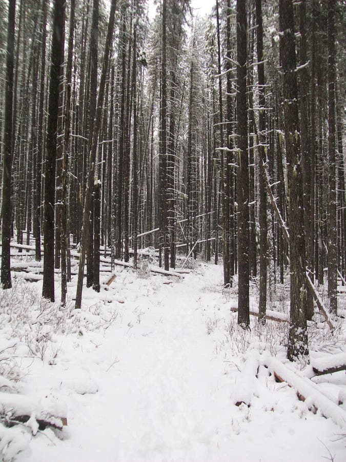 A Tight Snowy Bend Path through the Dead Trees Stock Photo - Image of ...