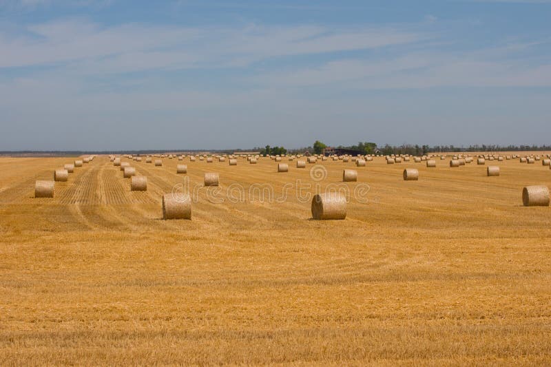 Tightly Stacked Hay Stacks in the Field, Harvesting. Stock Photo ...