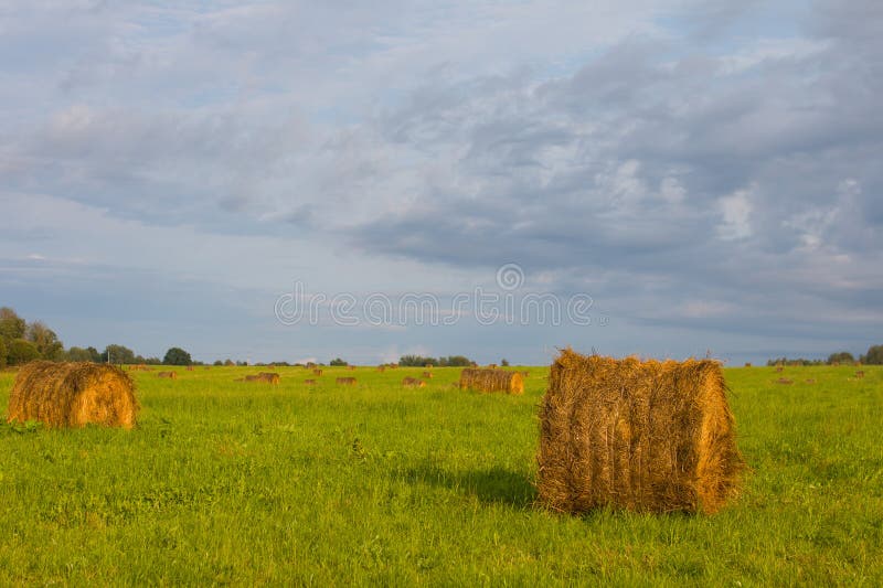 Tightly Stacked Hay Stacks in the Field, Harvesting. Stock Photo ...