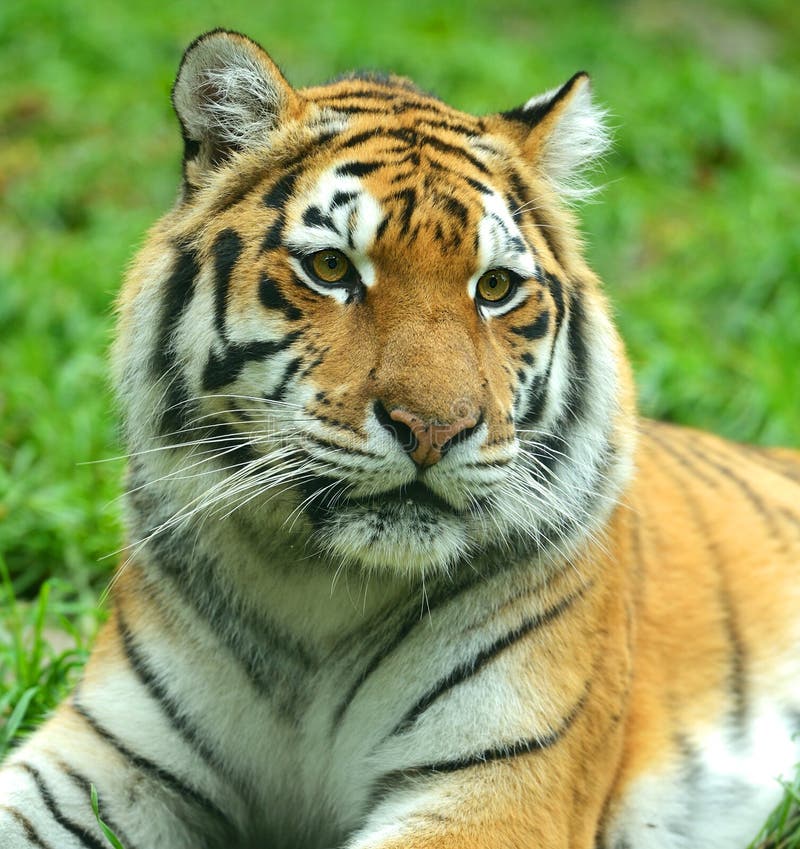 Tigrar arkivfoto. Bild av jakt, amur, jägare, angus, ilskna - 27540426