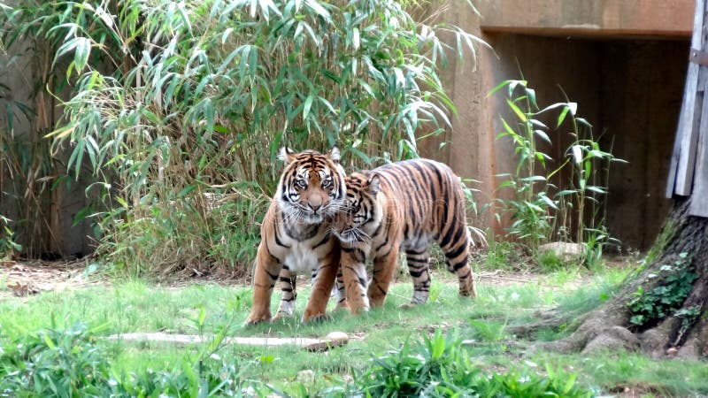 Tigrar fotografering för bildbyråer. Bild av framsida - 29559943