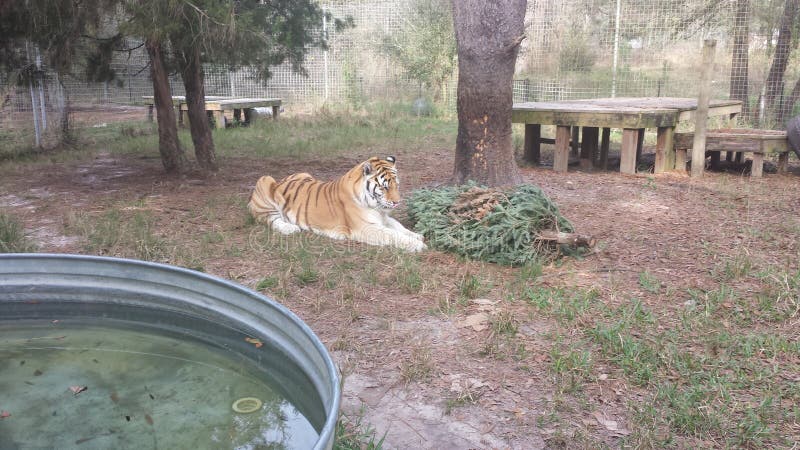Tigrar fotografering för bildbyråer. Bild av deras, träd - 49356485